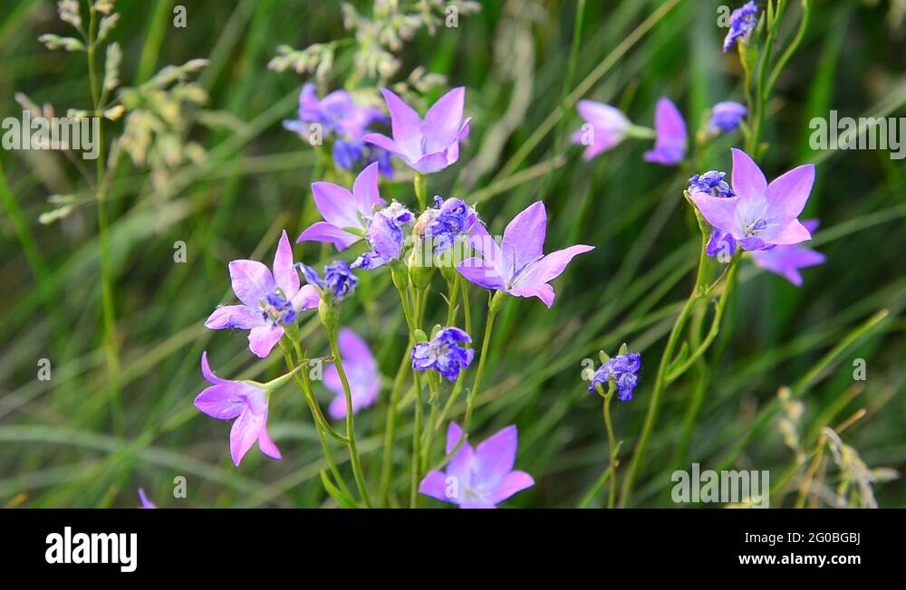 Lilac daisies Stock Videos & Footage - HD and 4K Video Clips - Alamy