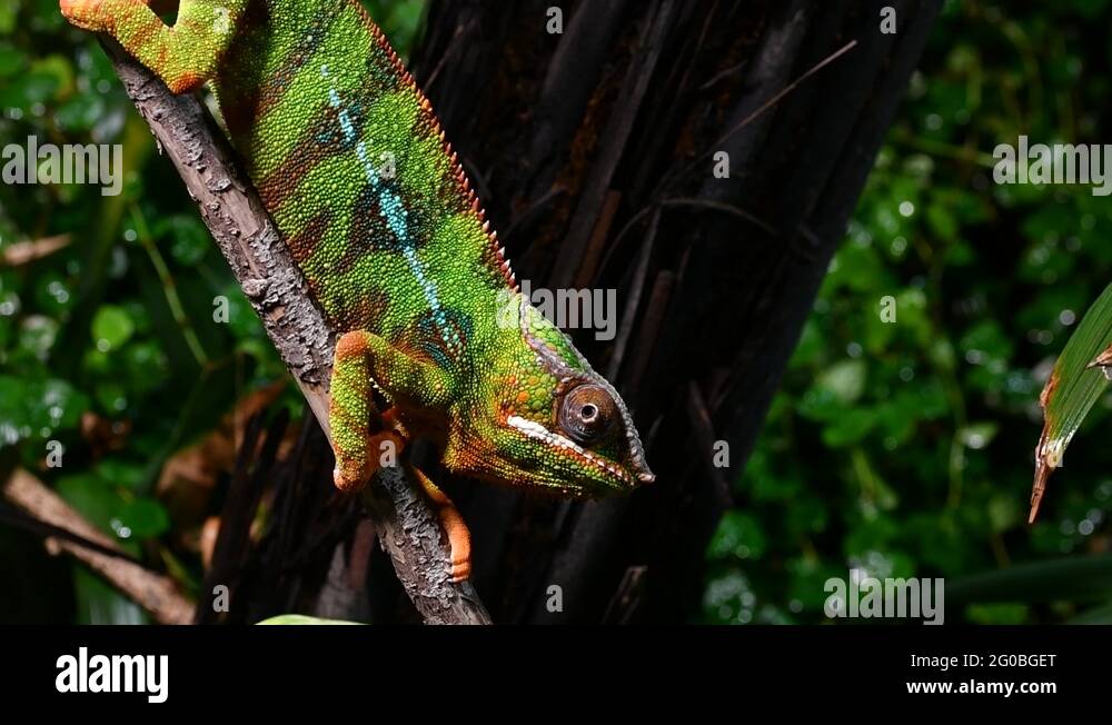 Rotating eyes Stock Videos & Footage - HD and 4K Video Clips - Alamy