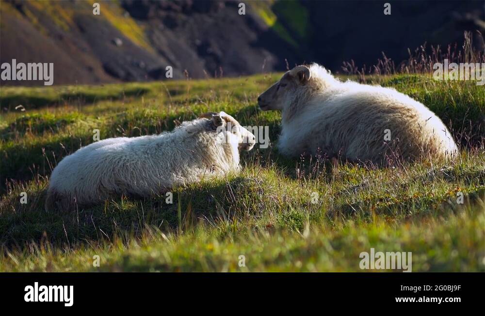 Sheep lying on field Stock Video Footage - Alamy