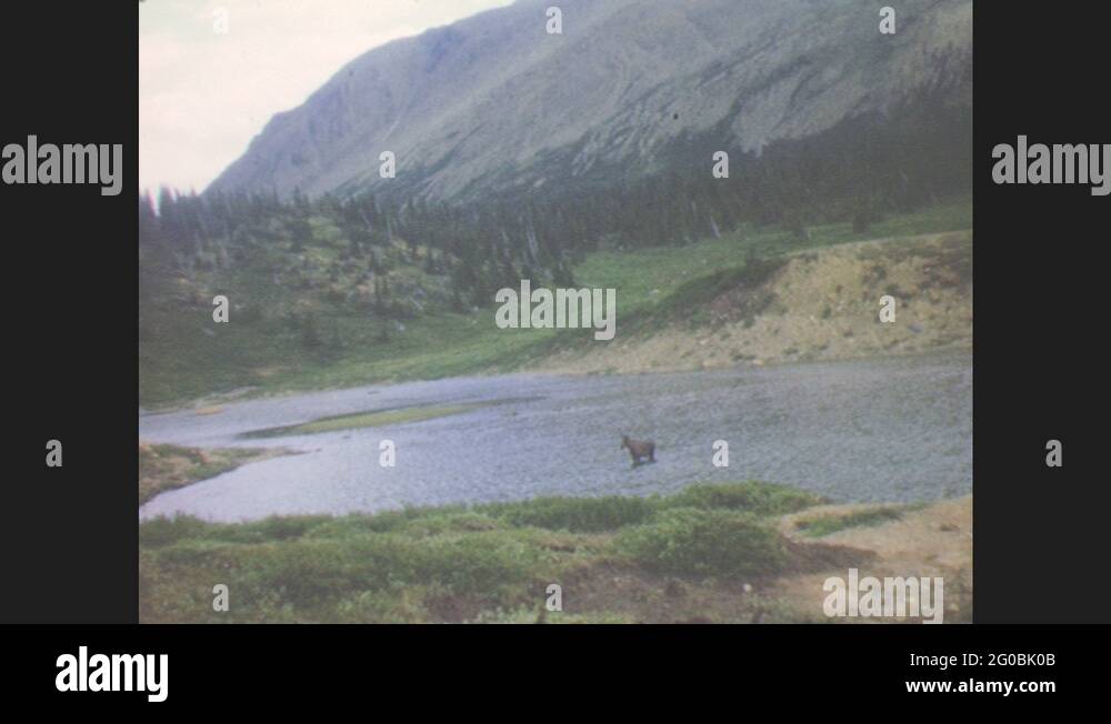 Alaska moose river Stock Videos & Footage - HD and 4K Video Clips - Alamy