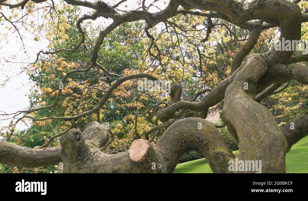 Twisted oak tree Stock Videos & Footage - HD and 4K Video Clips - Alamy