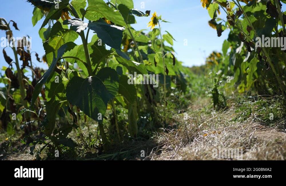 Ground sunflower Stock Videos & Footage - HD and 4K Video Clips - Alamy