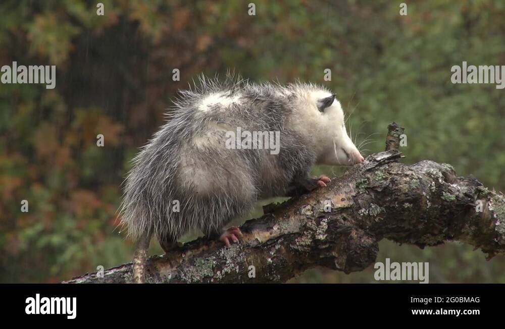 Opossum playing dead Stock Videos & Footage - HD and 4K Video Clips - Alamy