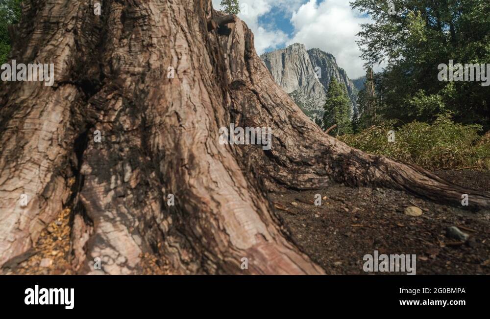 Tree stump yosemite national park Stock Videos & Footage - HD and 4K ...