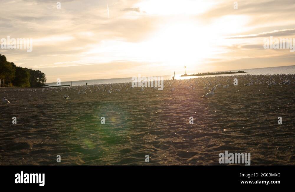 Amber sunset beach Stock Videos & Footage - HD and 4K Video Clips - Alamy