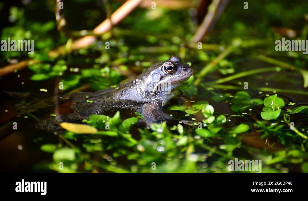 Wildlife pond habitat uk Stock Videos & Footage - HD and 4K Video Clips ...