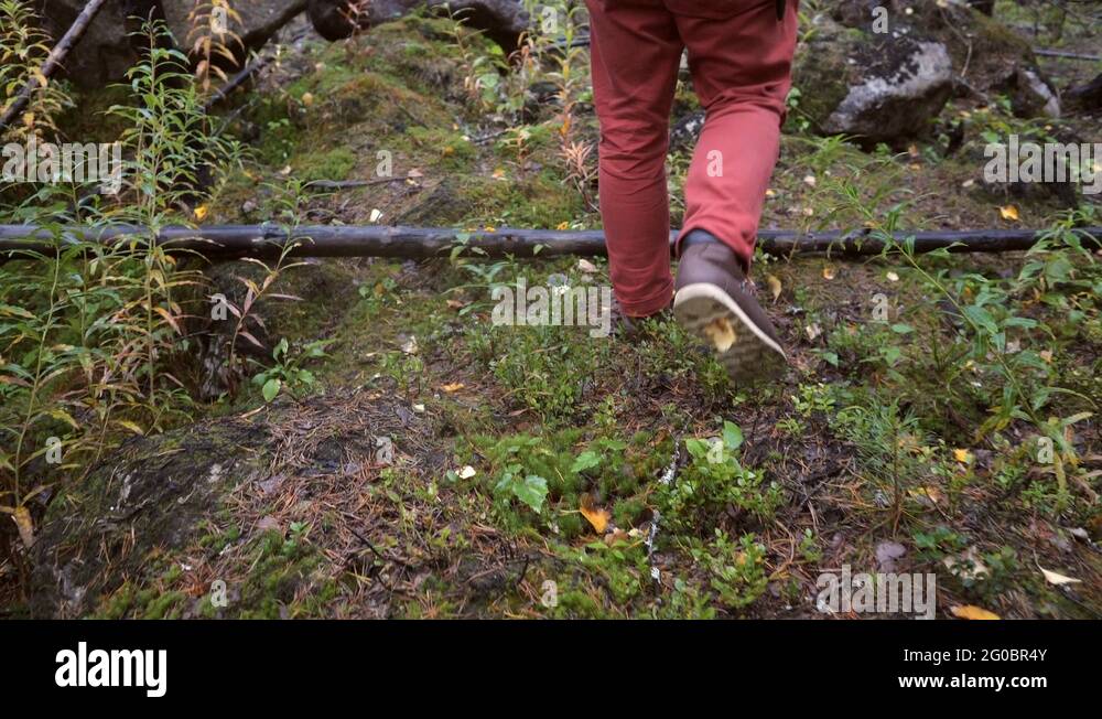 Forest lifestyle Stock Videos & Footage - HD and 4K Video Clips - Alamy