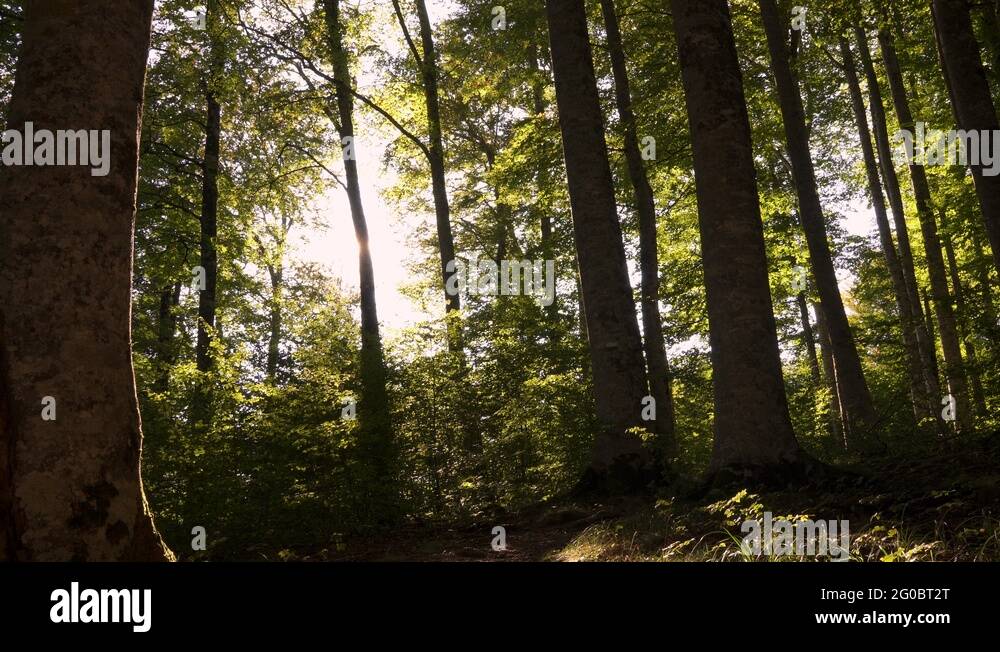 Woman forest sun Stock Videos & Footage - HD and 4K Video Clips - Alamy