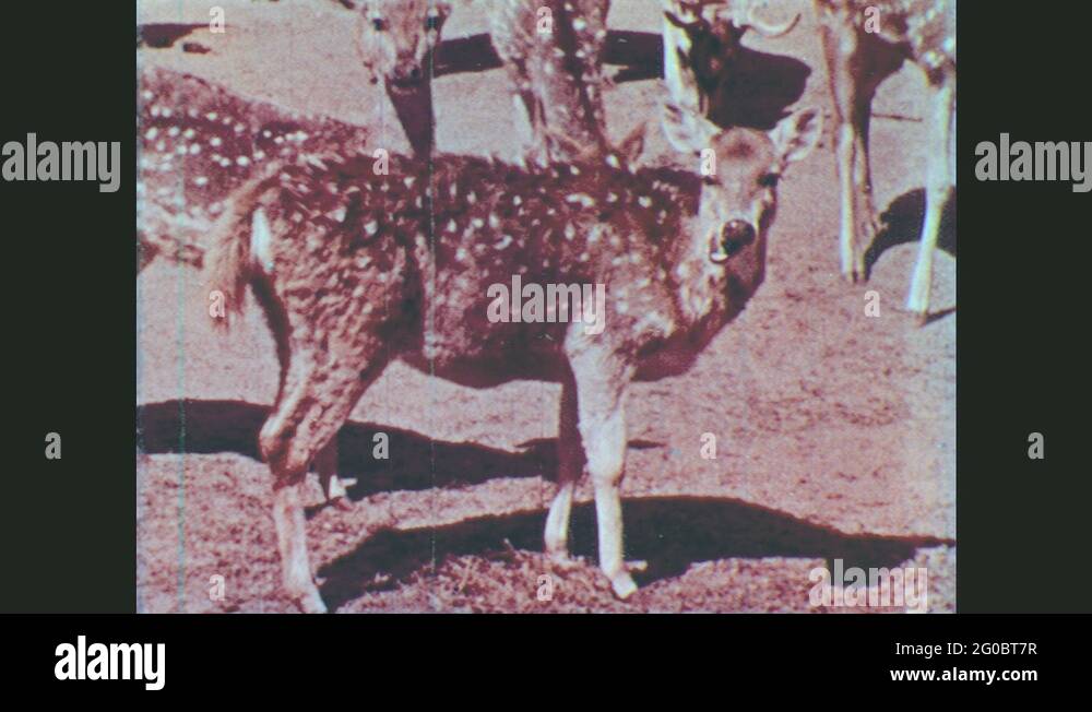 1950s: United States: Deer Chews Food As Cud. Male Deer With Antlers ...