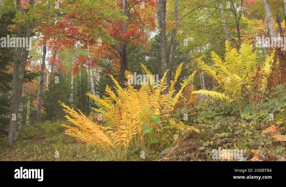 Fern and fall and canada Stock Videos & Footage - HD and 4K Video Clips ...