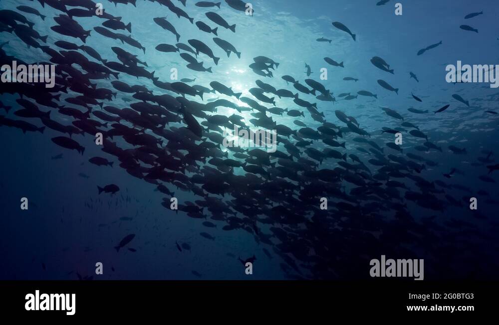 Fish spawning area Stock Videos & Footage - HD and 4K Video Clips - Alamy