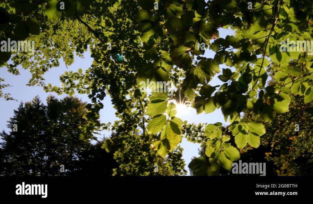 Sun through tree leaves Stock Videos & Footage - HD and 4K Video Clips ...