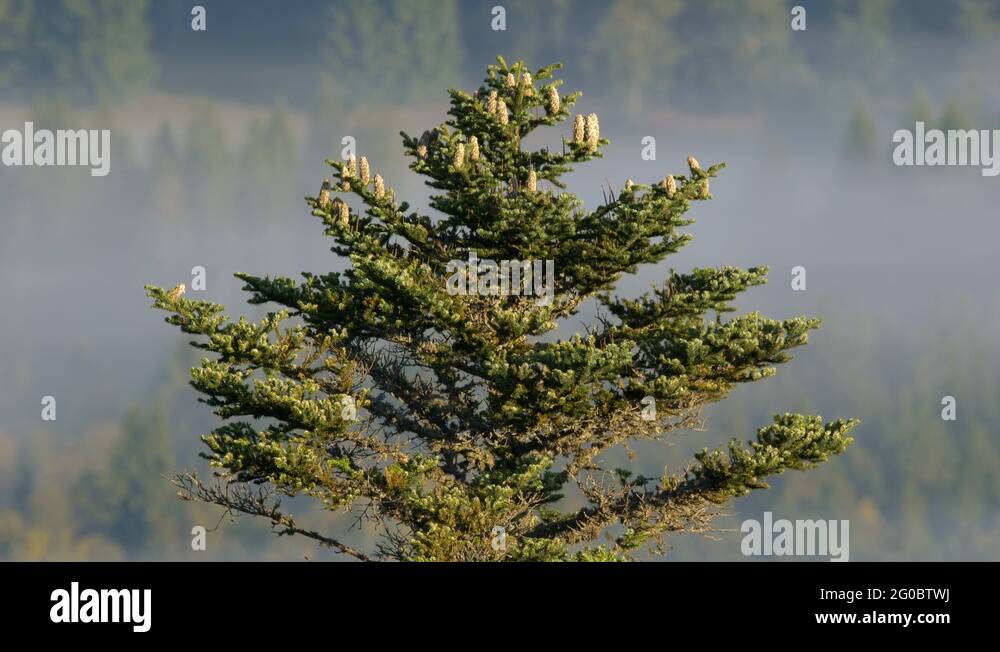 European fir Stock Videos & Footage - HD and 4K Video Clips - Alamy