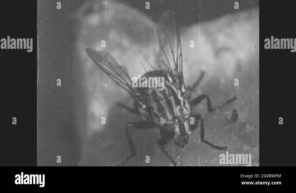 Fuzzy butterfly Stock Videos & Footage - HD and 4K Video Clips - Alamy