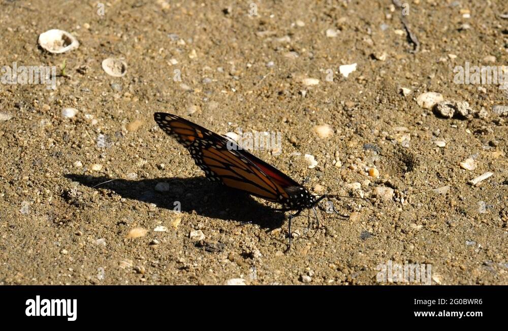 Monarch butterfly taking flight Stock Video Footage - Alamy