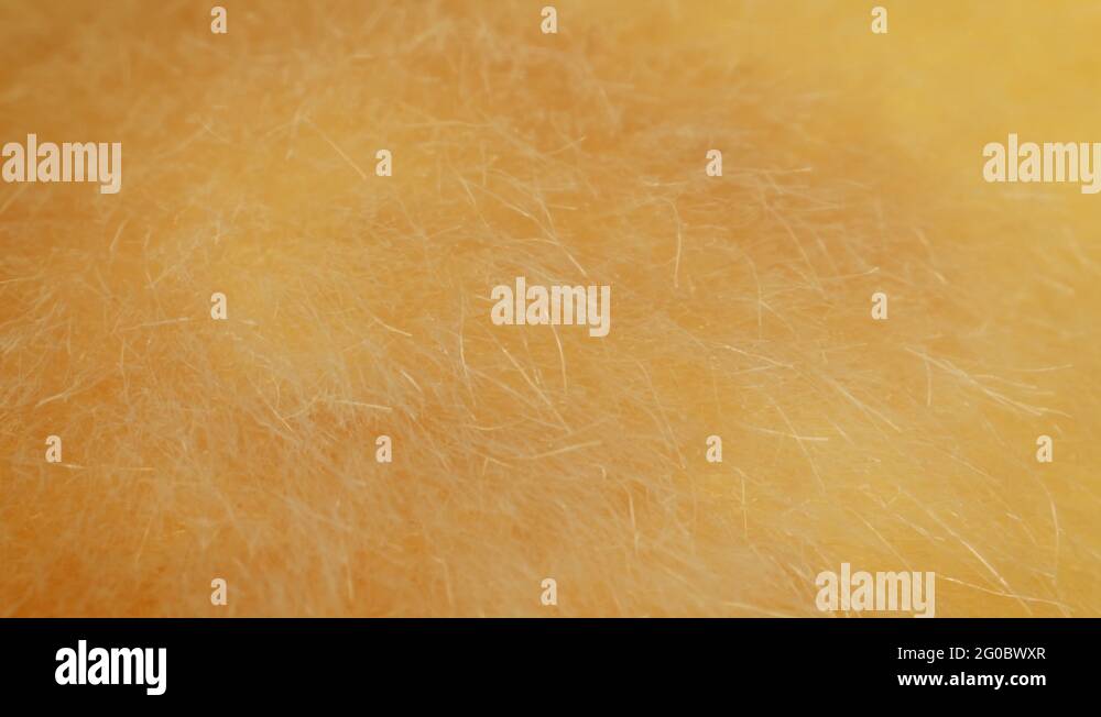 Golden brown fur texture Stock Videos & Footage - HD and 4K Video Clips ...