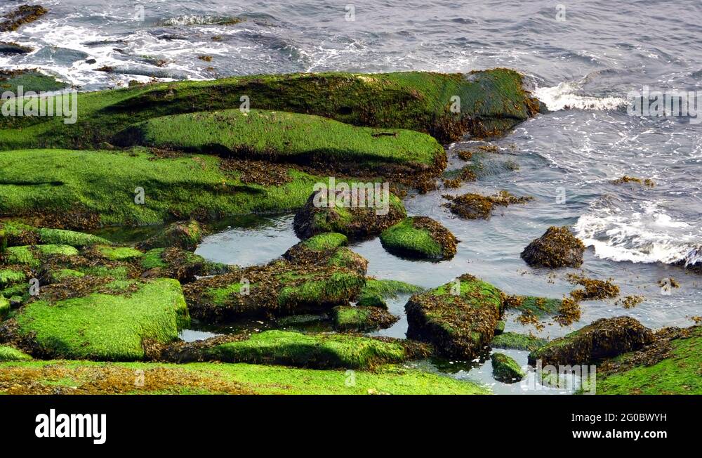 Algae ocean close up Stock Videos & Footage - HD and 4K Video Clips - Alamy