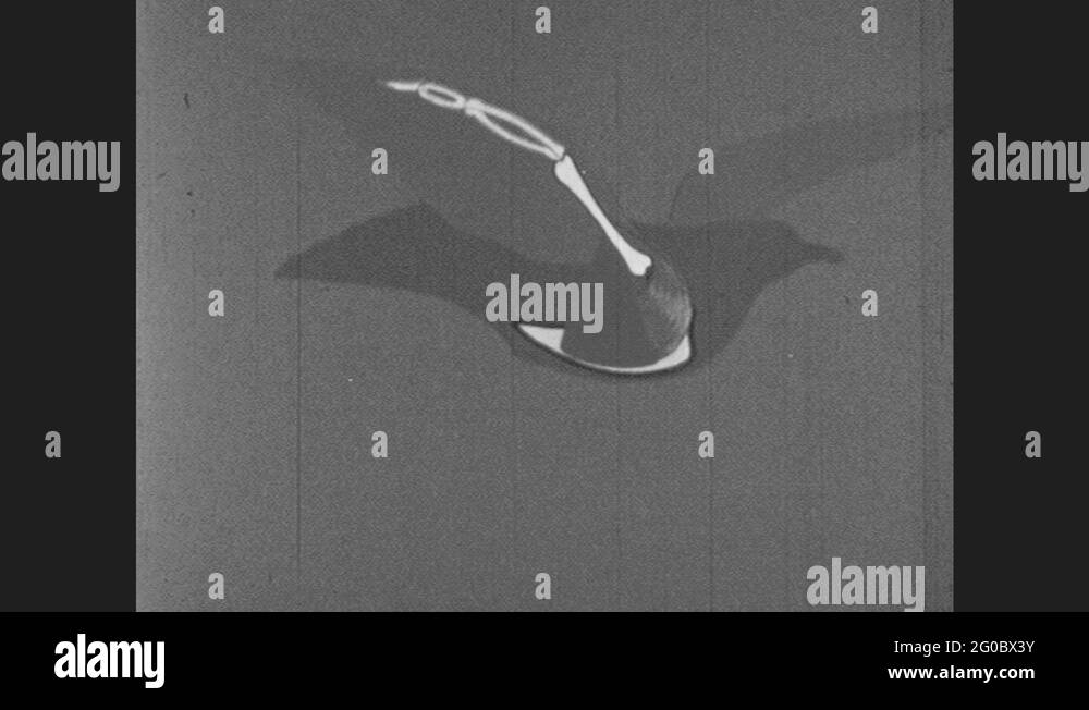 Wings bones Stock Videos & Footage - HD and 4K Video Clips - Alamy