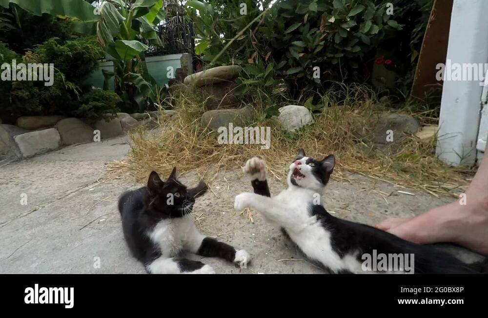 Wild cats playing Stock Videos & Footage - HD and 4K Video Clips - Alamy