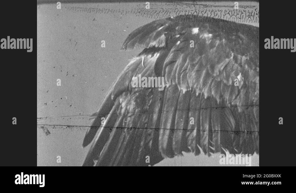 Feathers study Stock Videos & Footage - HD and 4K Video Clips - Alamy