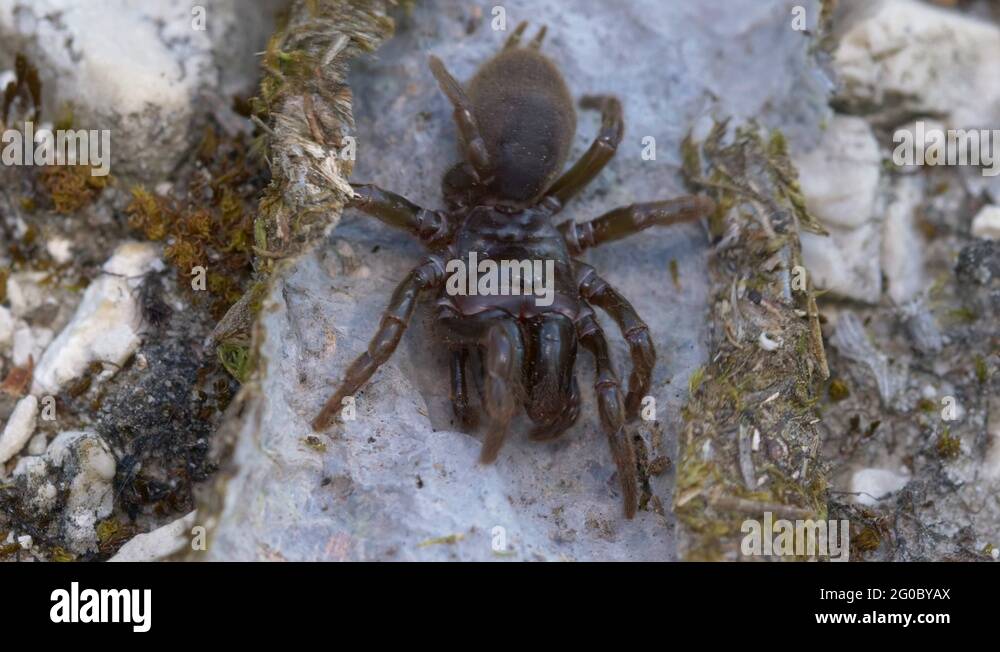 Mygalomorph spider Stock Videos & Footage - HD and 4K Video Clips - Alamy