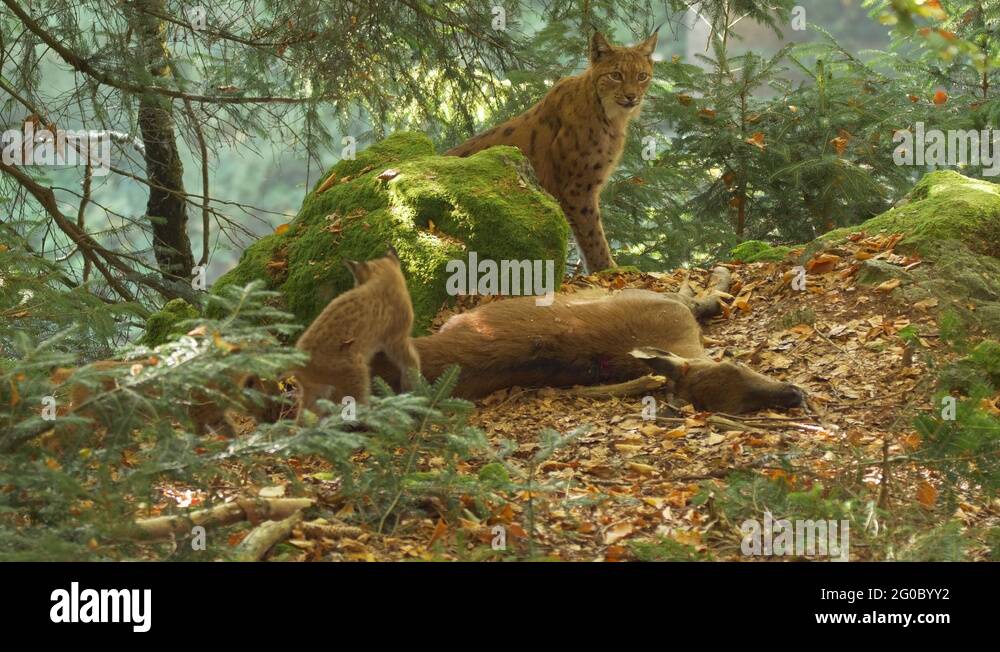 Dead deer Stock Videos & Footage - HD and 4K Video Clips - Alamy