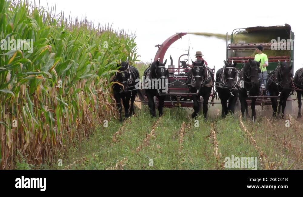 Amish farmers cutting field corn for silage, E USA Stock Video Footage ...