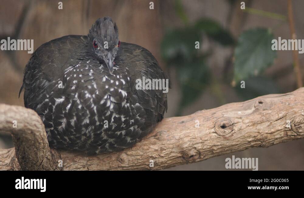 Fat bird Stock Videos & Footage - HD and 4K Video Clips - Alamy