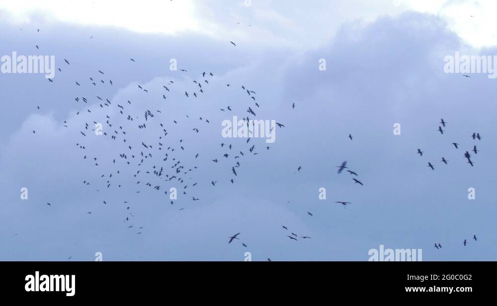 Bird flock migrating from Stock Videos & Footage - HD and 4K Video ...