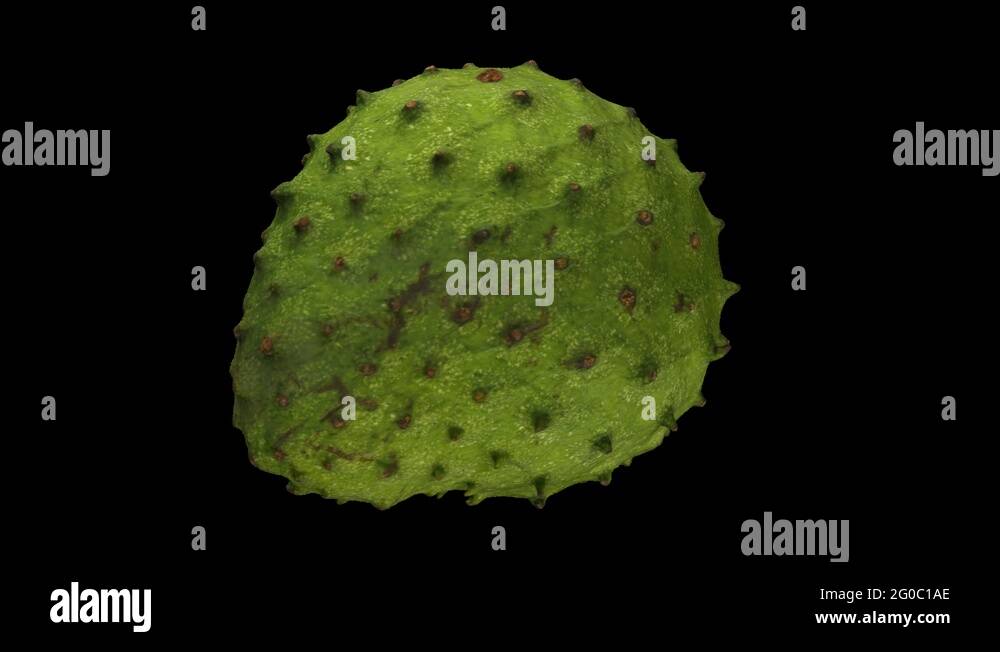 Rotating Soursop (Graviola) on Transparent Background (Alpha Channel ...