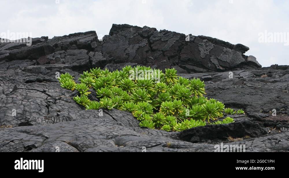 Volcano National Park lava Hawaii green succulent plants 4K Stock Video ...