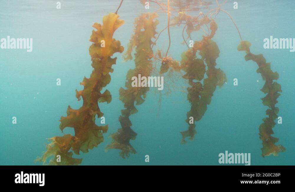 Seaweed floating Stock Videos & Footage - HD and 4K Video Clips - Alamy