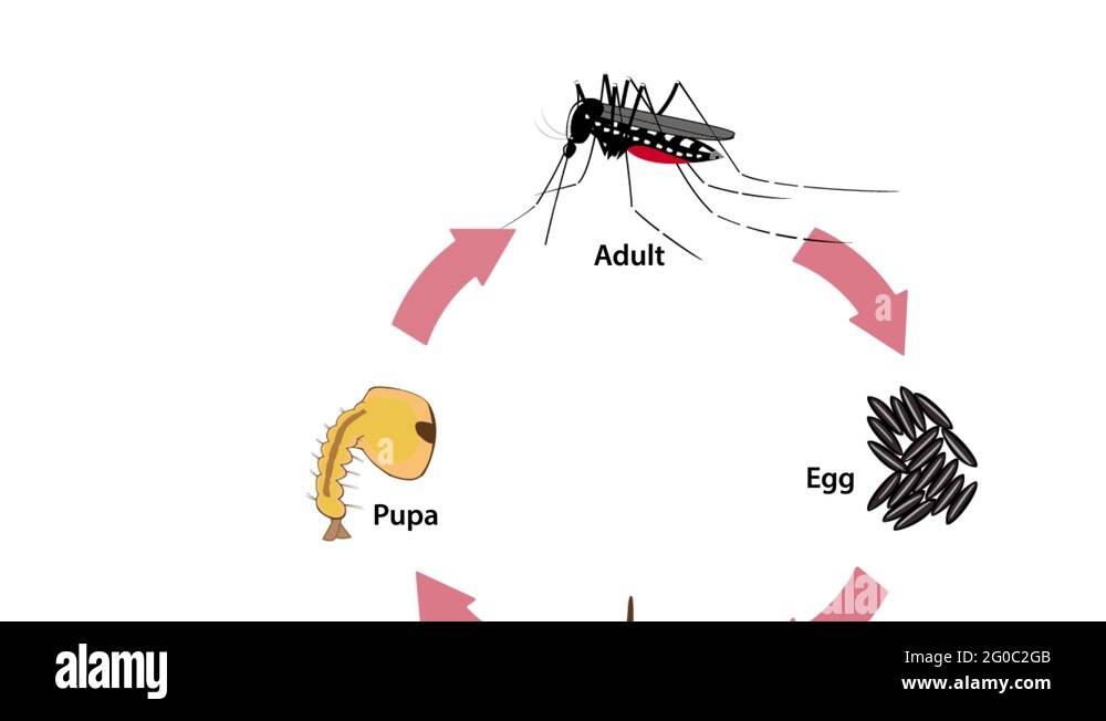 Asian tiger mosquito aedes albopictus Stock Videos & Footage - HD and ...