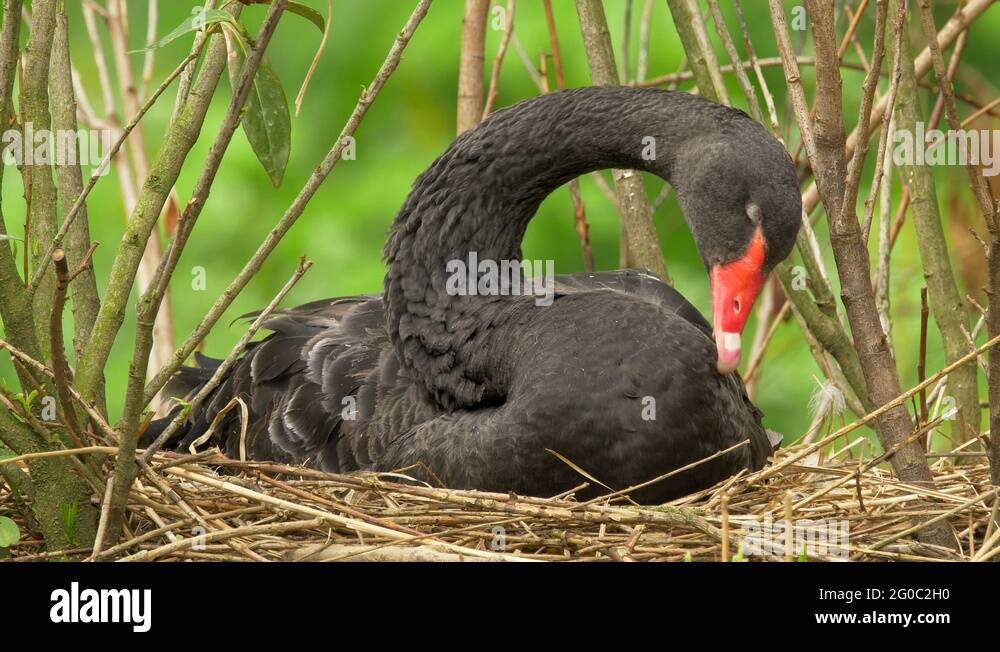 Cygnus species Stock Videos & Footage - HD and 4K Video Clips - Alamy