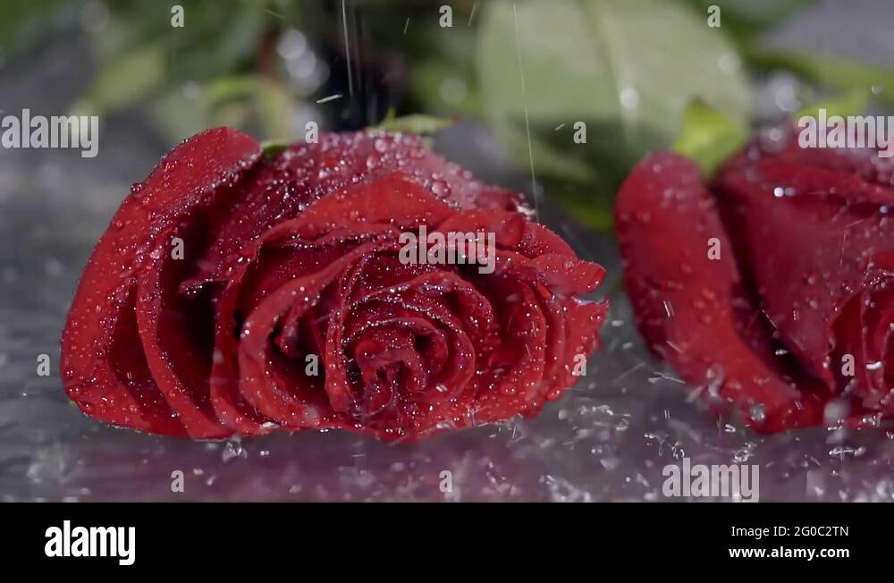two buds of bright red roses is lying in a puddle, drops of rainfall ...