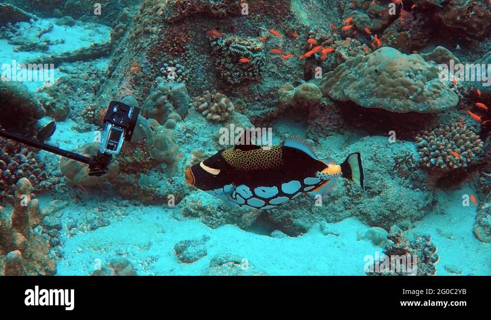 Clown triggerfish underwater Stock Videos & Footage - HD and 4K Video ...