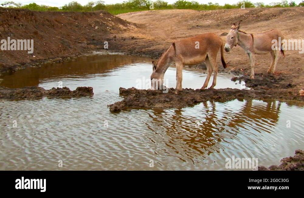 Donkey at water Stock Videos & Footage - HD and 4K Video Clips - Alamy