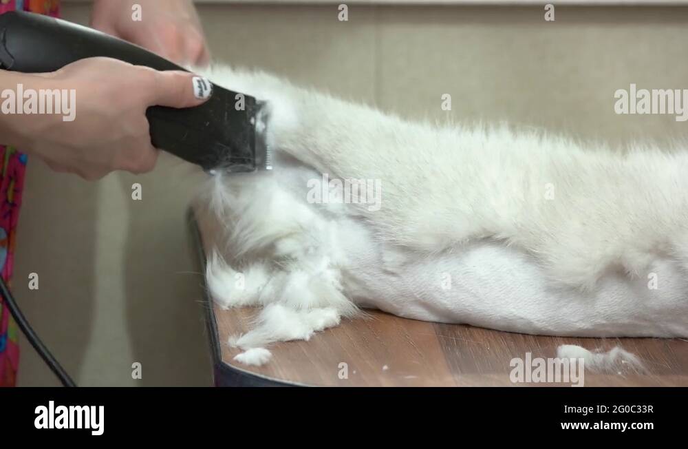 Cat getting haircut Stock Videos & Footage - HD and 4K Video Clips - Alamy