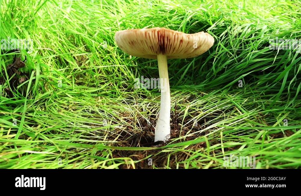 Marasmius oreades Stock Videos & Footage - HD and 4K Video Clips - Alamy