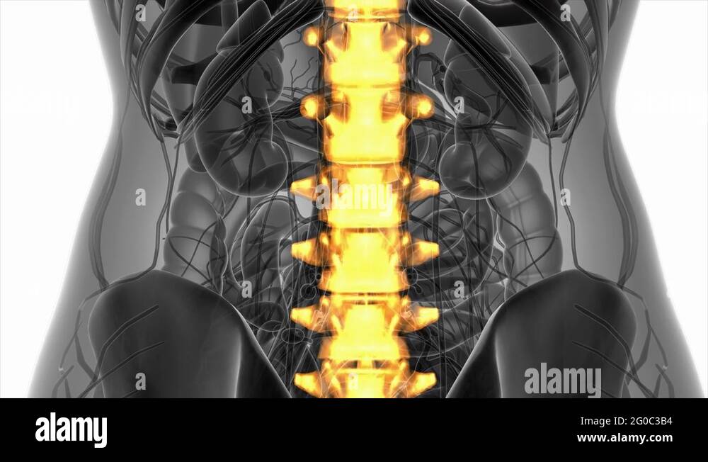 SPINE bone skeleton x-ray scan Stock Video Footage - Alamy