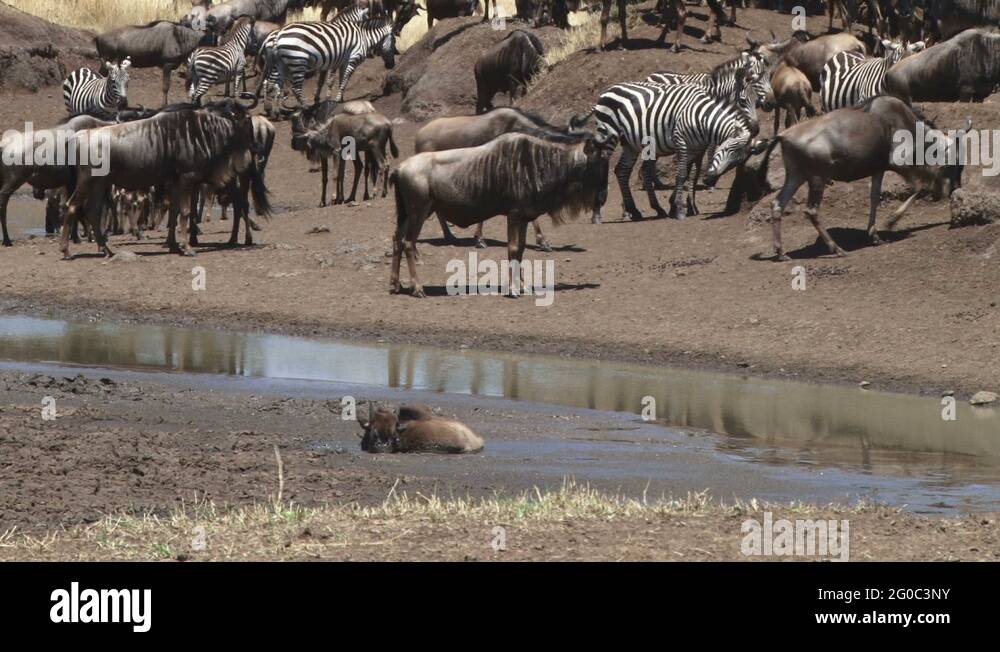 Animal stuck in mud Stock Videos & Footage - HD and 4K Video Clips - Alamy