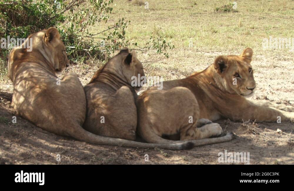 Lions sit Stock Videos & Footage - HD and 4K Video Clips - Alamy