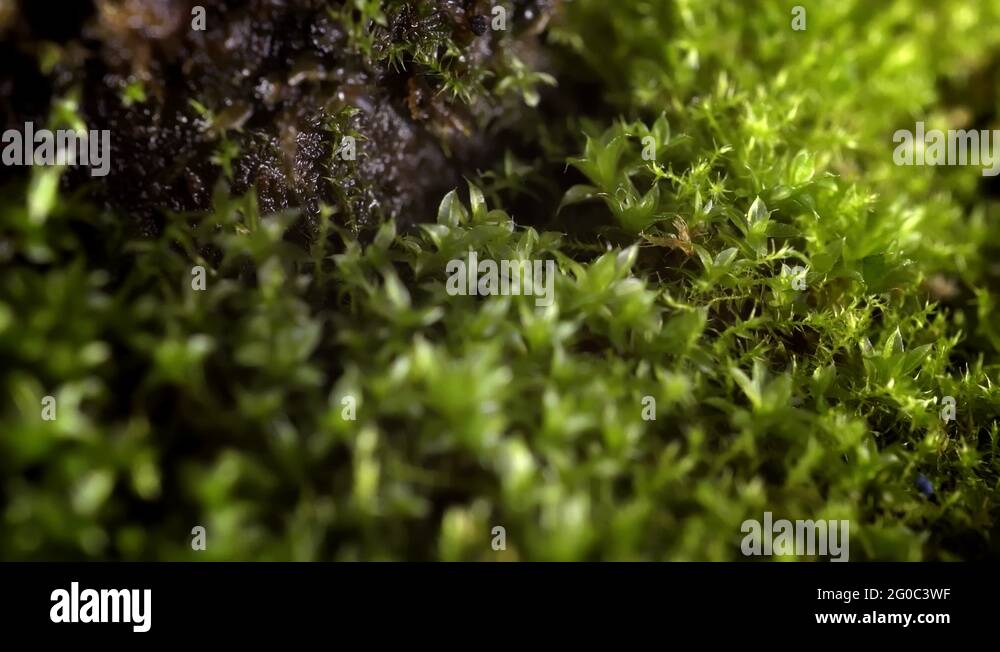 Plant foot Stock Videos & Footage - HD and 4K Video Clips - Alamy