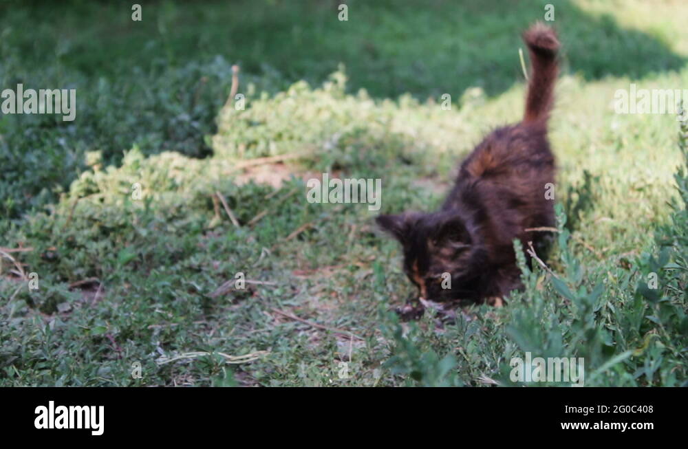 Old exhausted dog with bitten flies and rotten ears is leaning on the ...