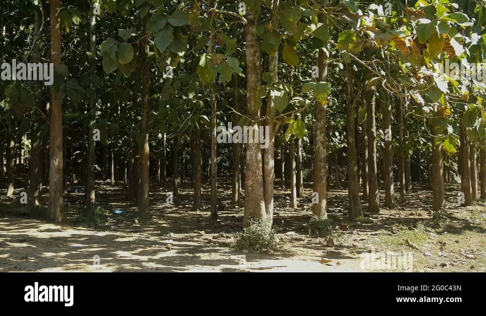 Teak plantation Stock Videos & Footage - HD and 4K Video Clips - Alamy