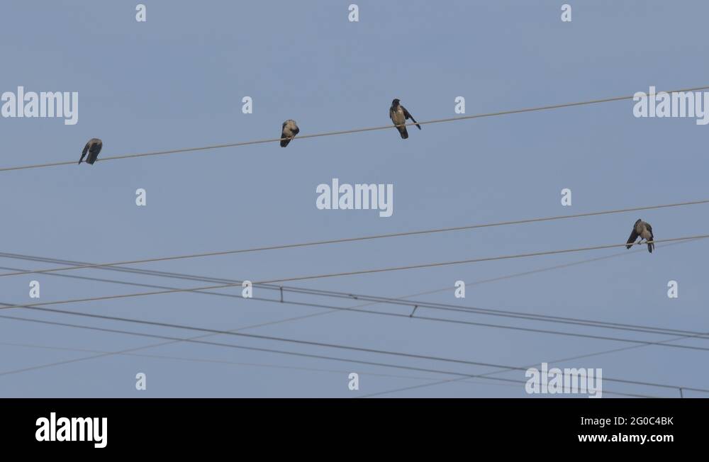 Crows rest on power Stock Videos & Footage - HD and 4K Video Clips - Alamy