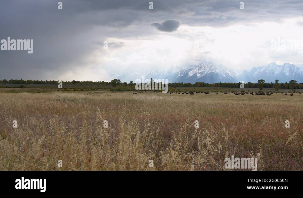 Dramatic bison Stock Videos & Footage - HD and 4K Video Clips - Alamy