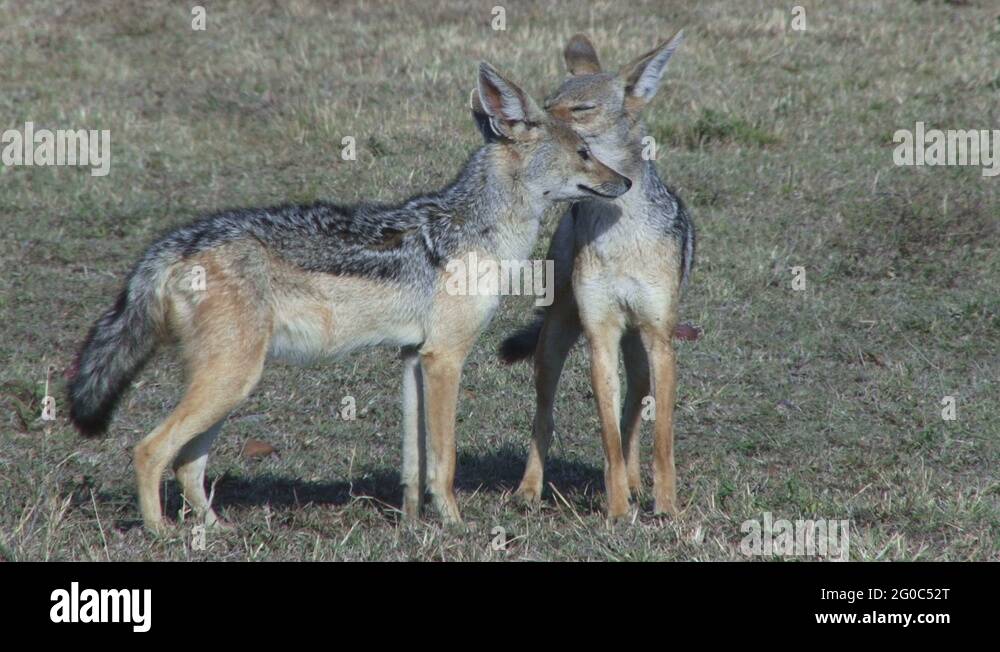 Male and female jackal Stock Videos & Footage - HD and 4K Video Clips ...