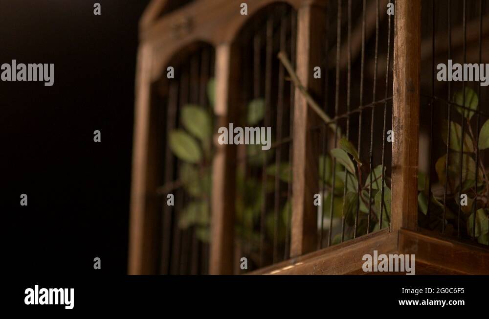 Cage for plants Stock Videos & Footage - HD and 4K Video Clips - Alamy
