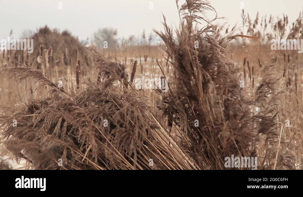 Reed harvesting Stock Videos & Footage - HD and 4K Video Clips - Alamy